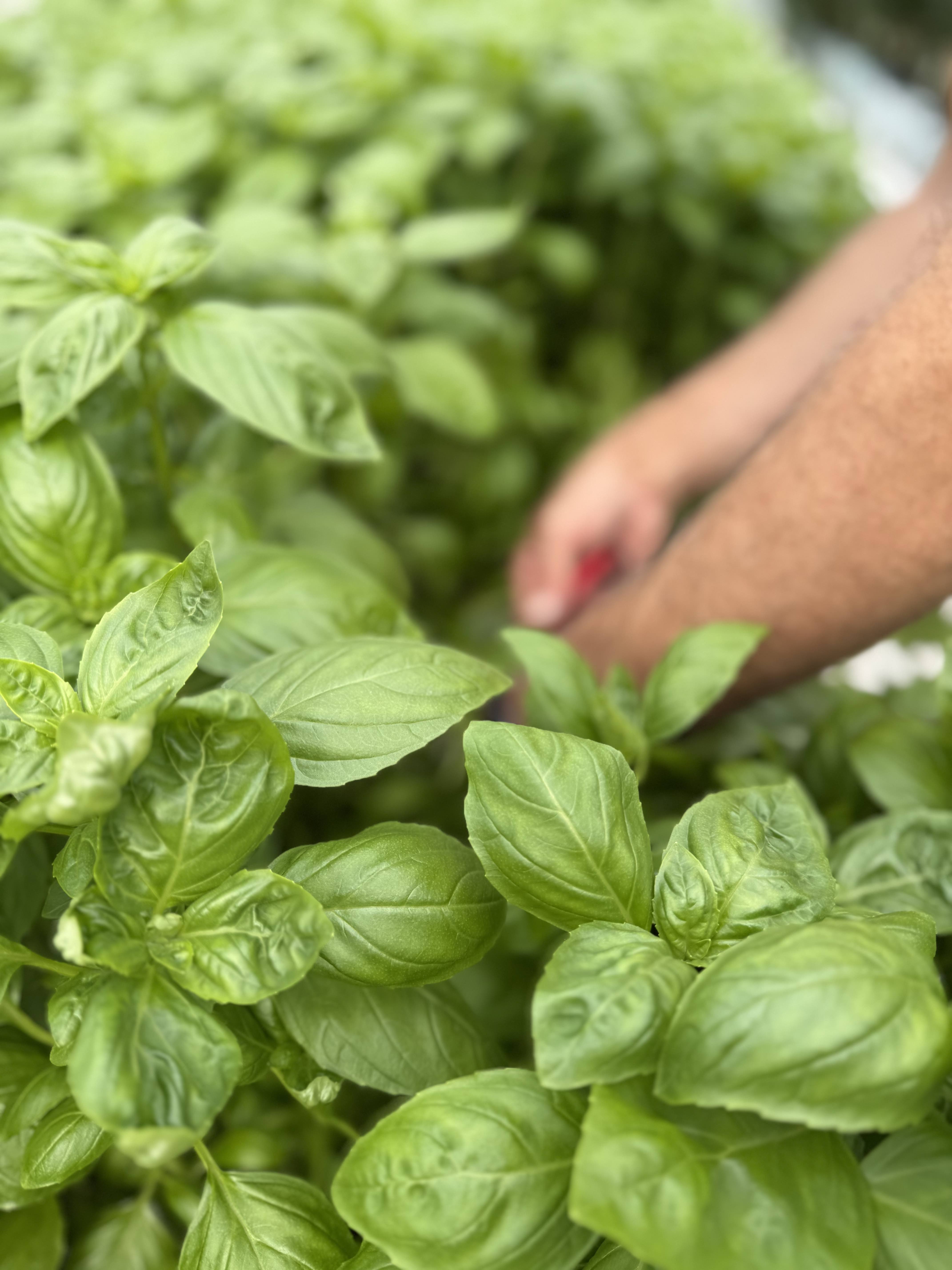 Wicked Hots | Fresh chillies from New Zealand