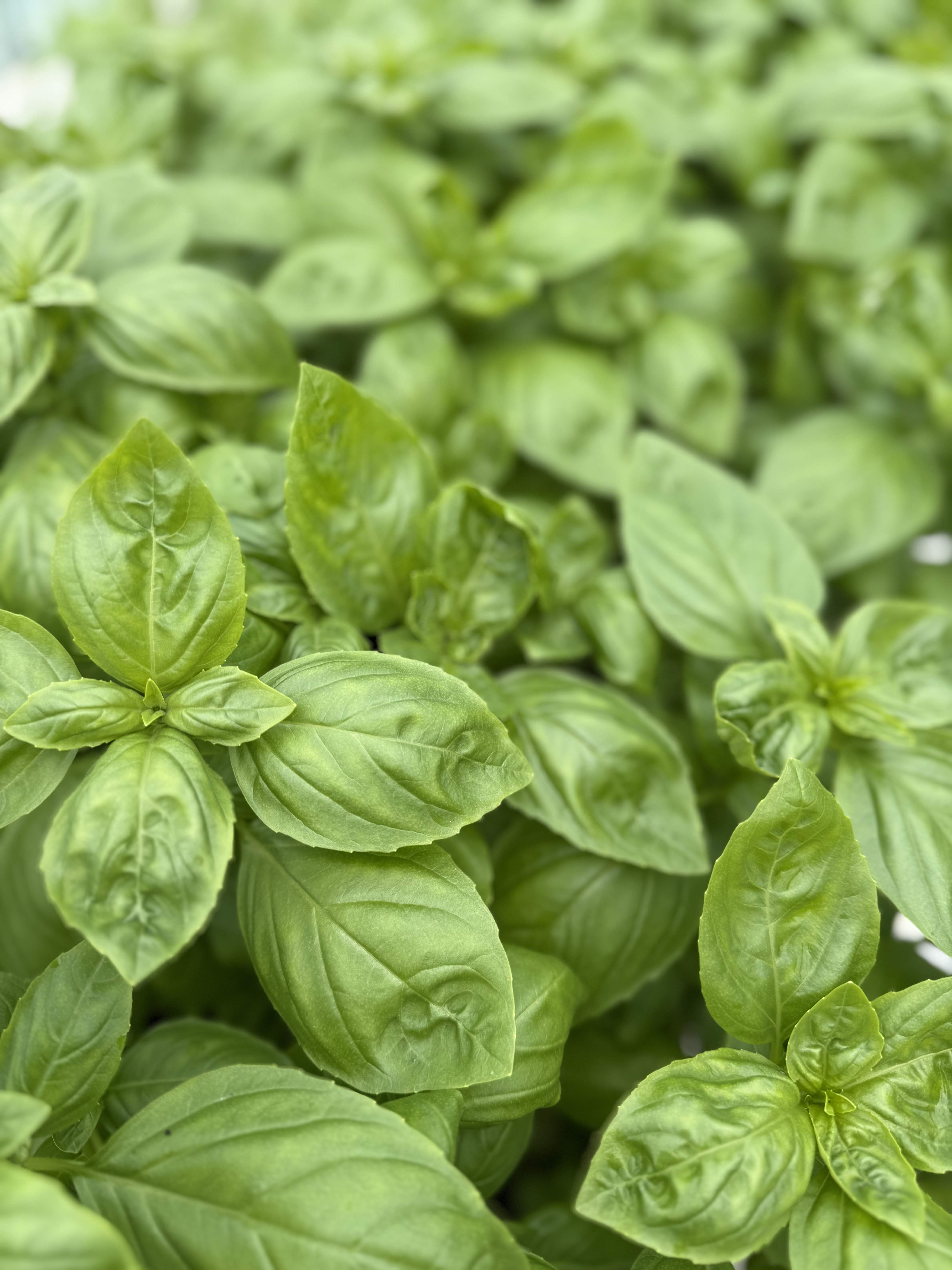 Wicked Hots | Fresh chillies from New Zealand