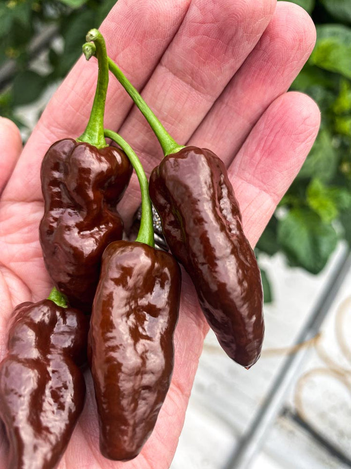 Wicked Hots | Fresh chillies from New Zealand