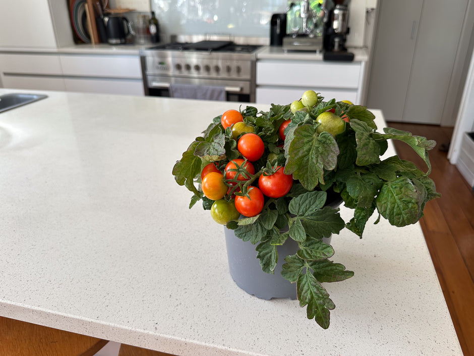 Mini Eats Plants – Wicked Hots